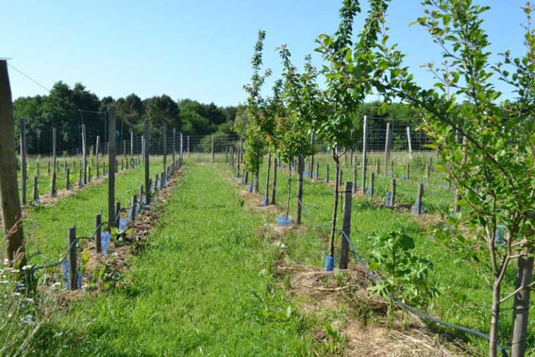 Formation - Comment créer un verger agroécologique et que faire dans un ...